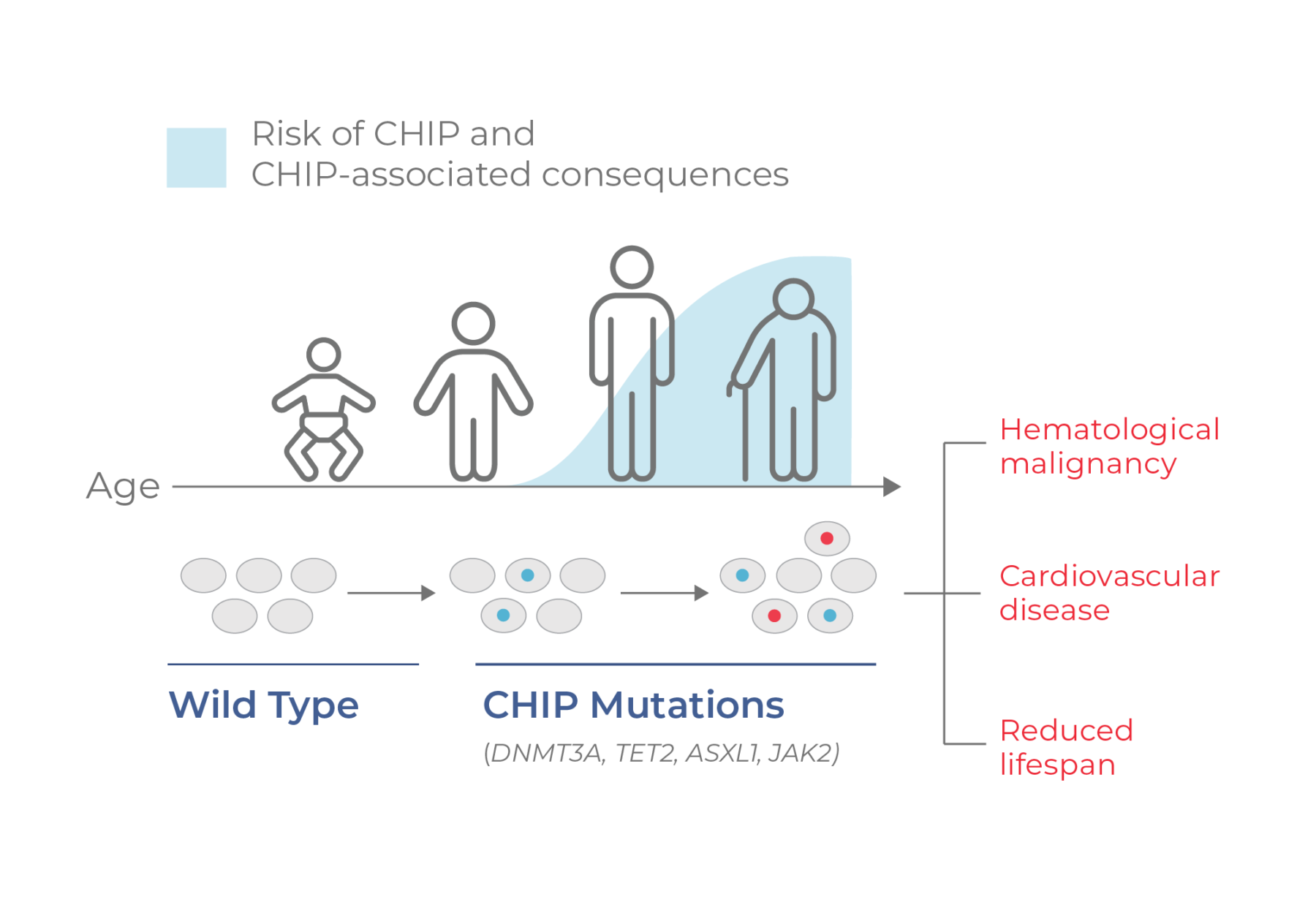 What Is CHIP? Understanding Clonal Hematopoiesis of Indeterminate ...