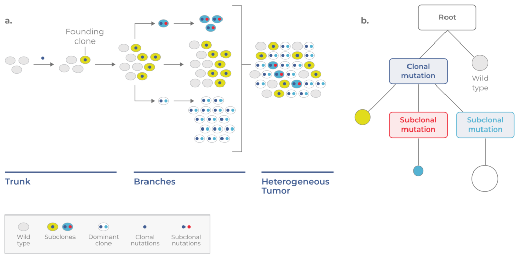 Clonal Evolution in Cancer | Learning Center | Mission Bio