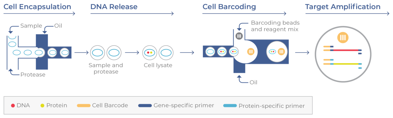 Single-cell Multi-omics in Oncology | Mission Bio
