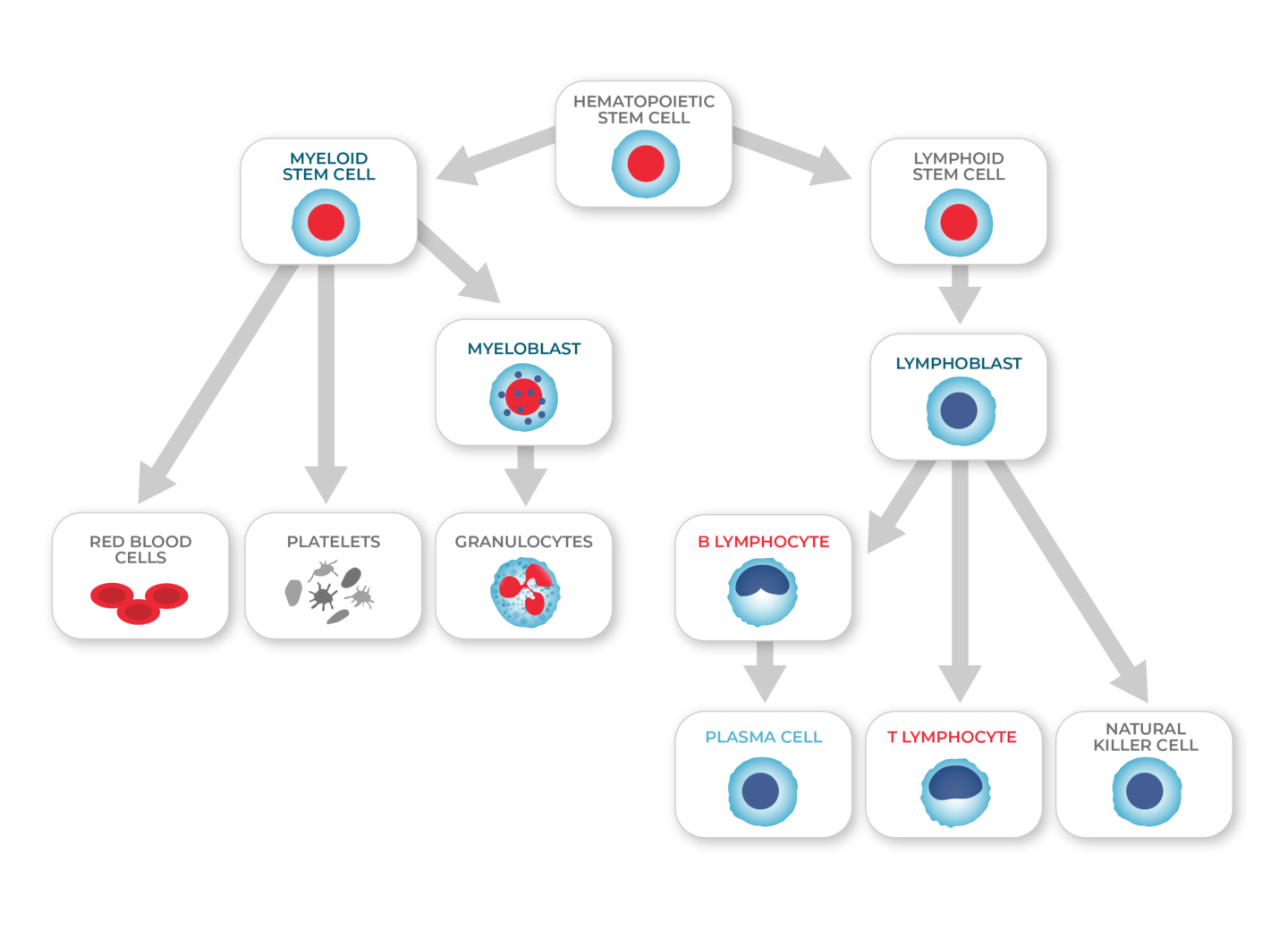 What Are Blood Cancers and How Do We Beat Them? | Mission Bio