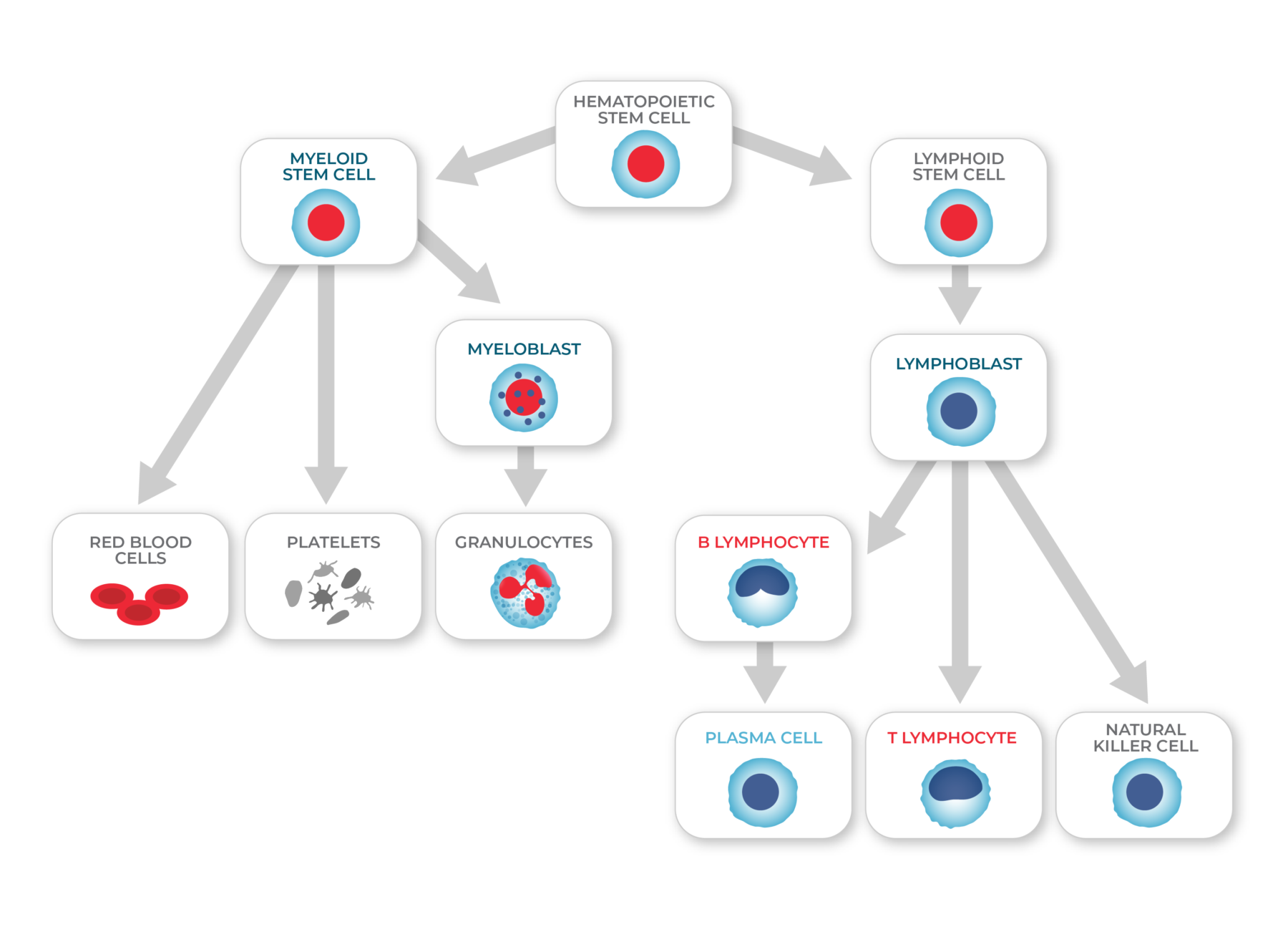 What Are Blood Cancers and How Do We Beat Them? | Mission Bio