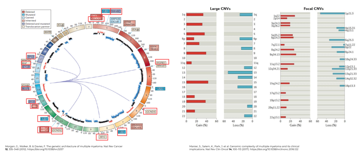 Multiple Myeloma 101: Understanding Genetic Diversity and Emerging Precision Therapies for MM ...