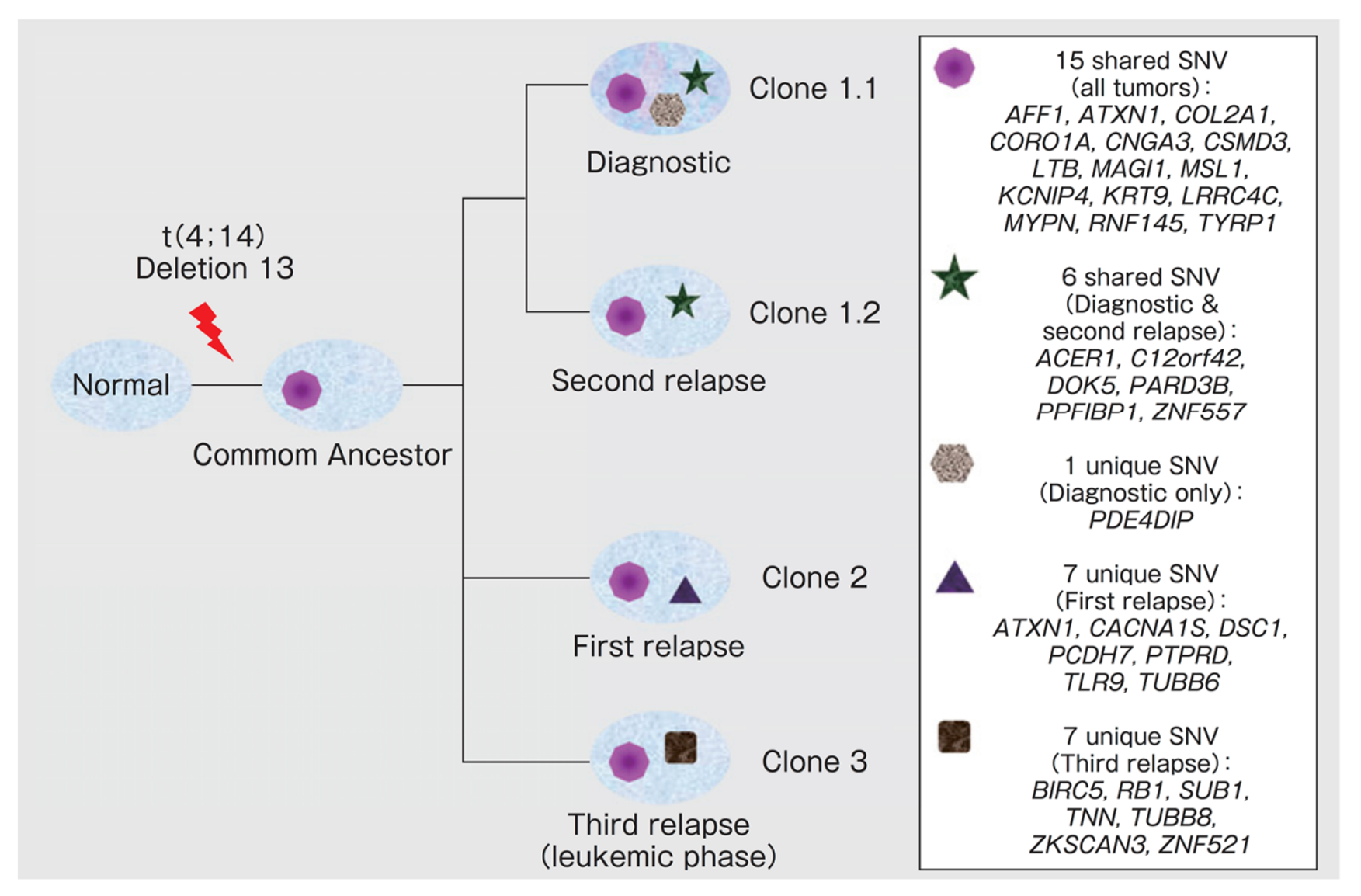 Multiple Myeloma 101: Understanding Genetic Diversity and Emerging ...